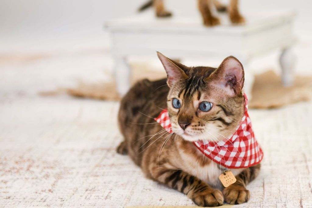 How to keep my cat in shape and make him happier? – HarleyBee Pet Boutique