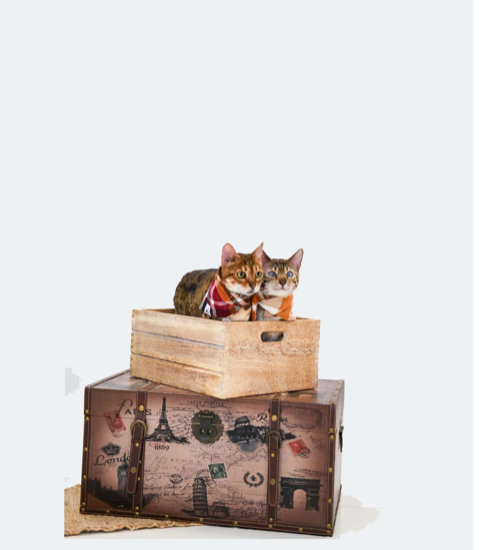 Cat Nutrition Facts – Harley Bee Boutique