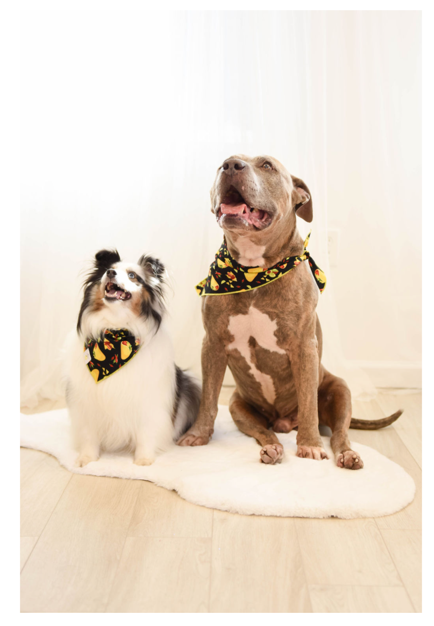 Cinco De Mayo – HarleyBee Pet Boutique