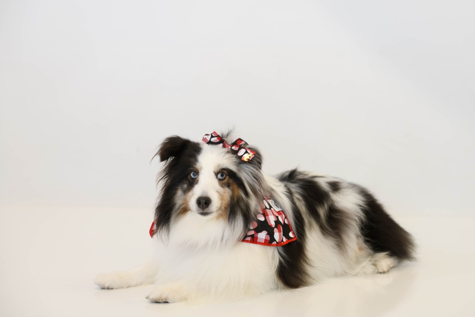 Thinking about buying a dog? – HarleyBee Pet Boutique