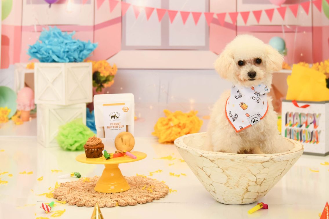 Nutritional Care for your Puppy – HarleyBee Pet Boutique