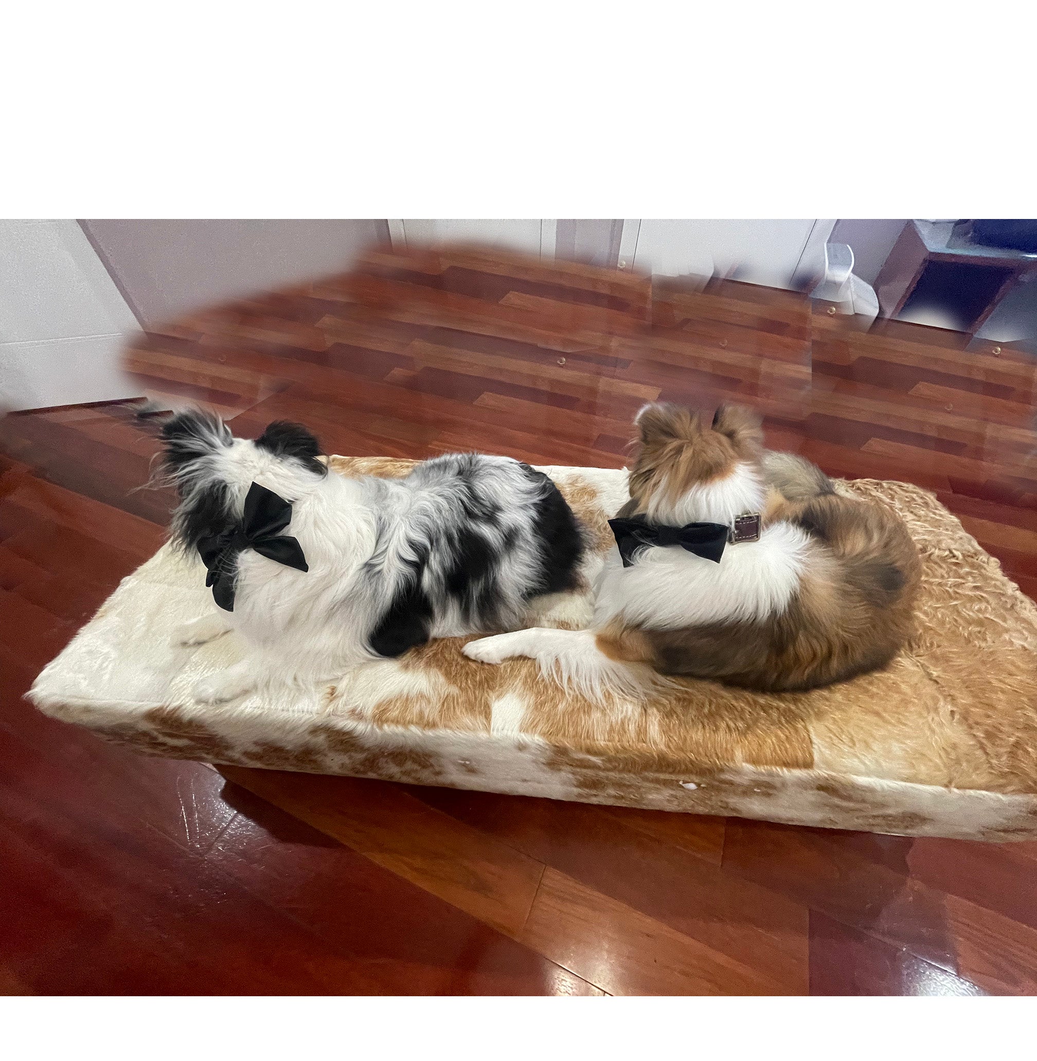 Bowties – HarleyBee Pet Boutique