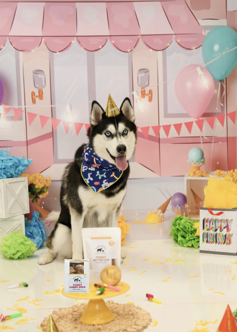 Birthday Box – HarleyBee Pet Boutique